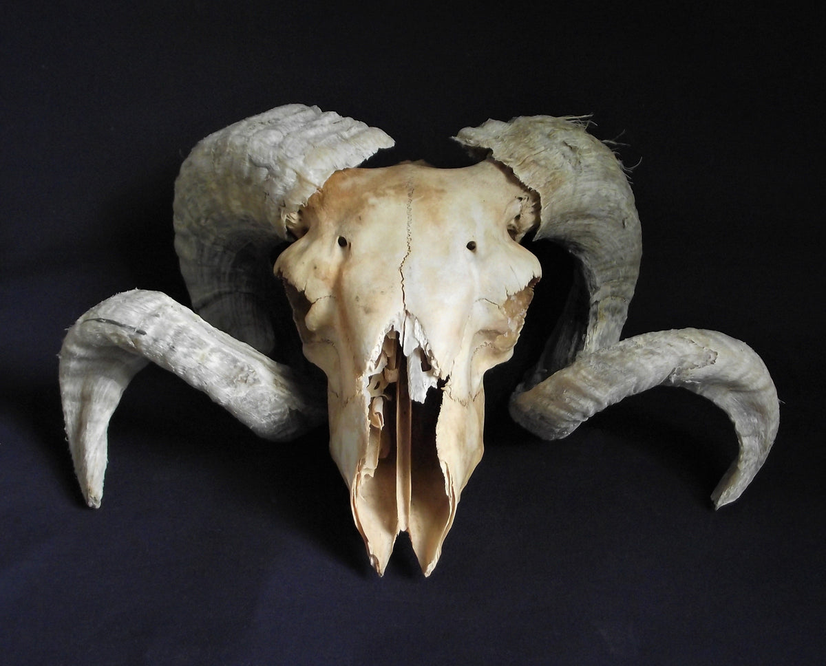 Ram's Skull – Black Hen Antiques & Decorative